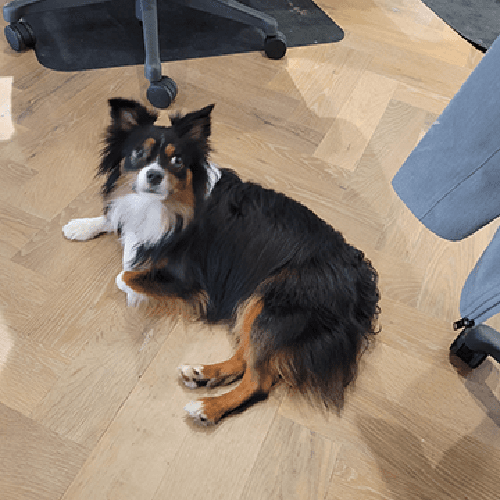 It's more than a job. It's our purpose. | Careers | Octopus Energy